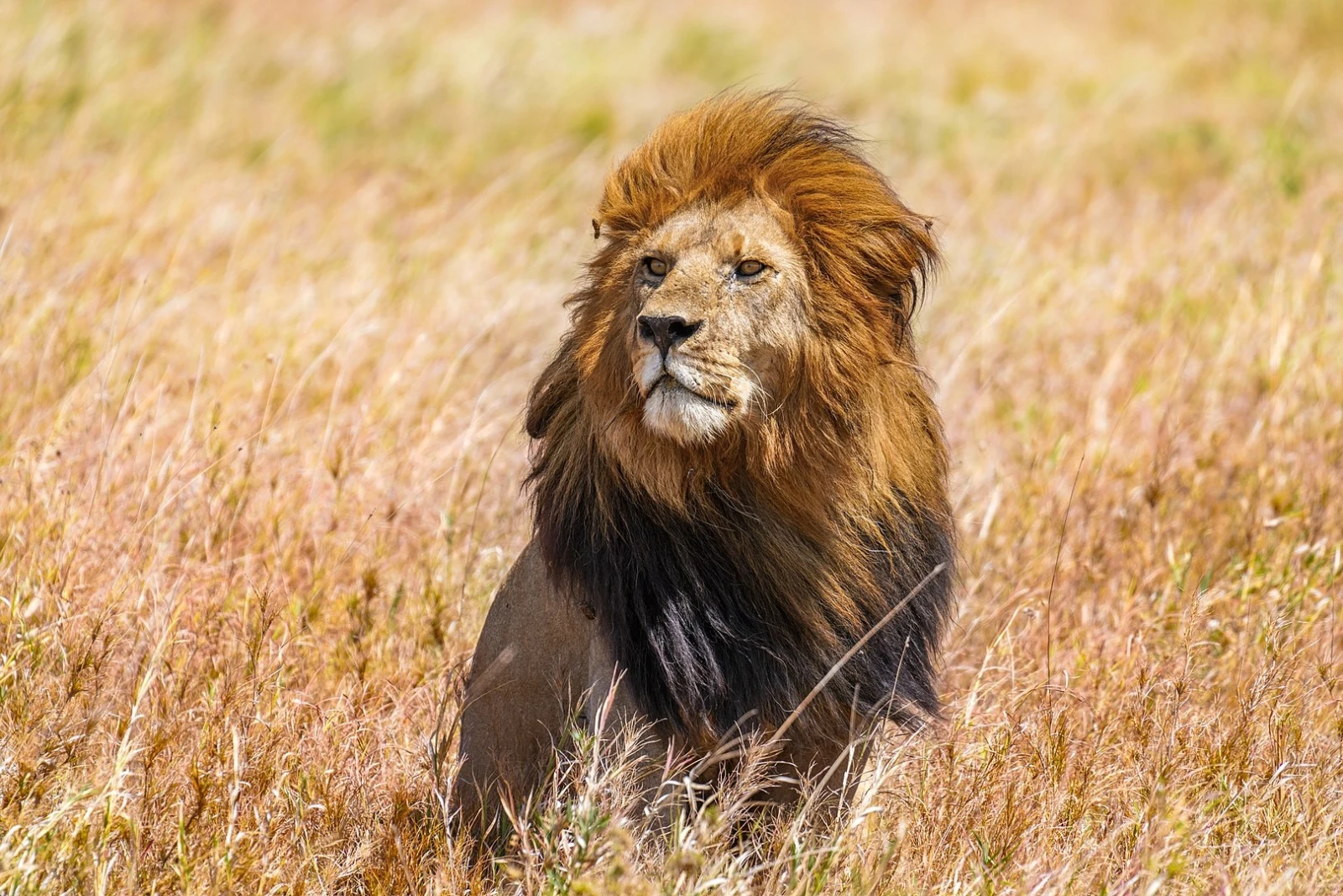 Culling To Conserve: A Hard Truth For Lion Conservation - Conservation ...