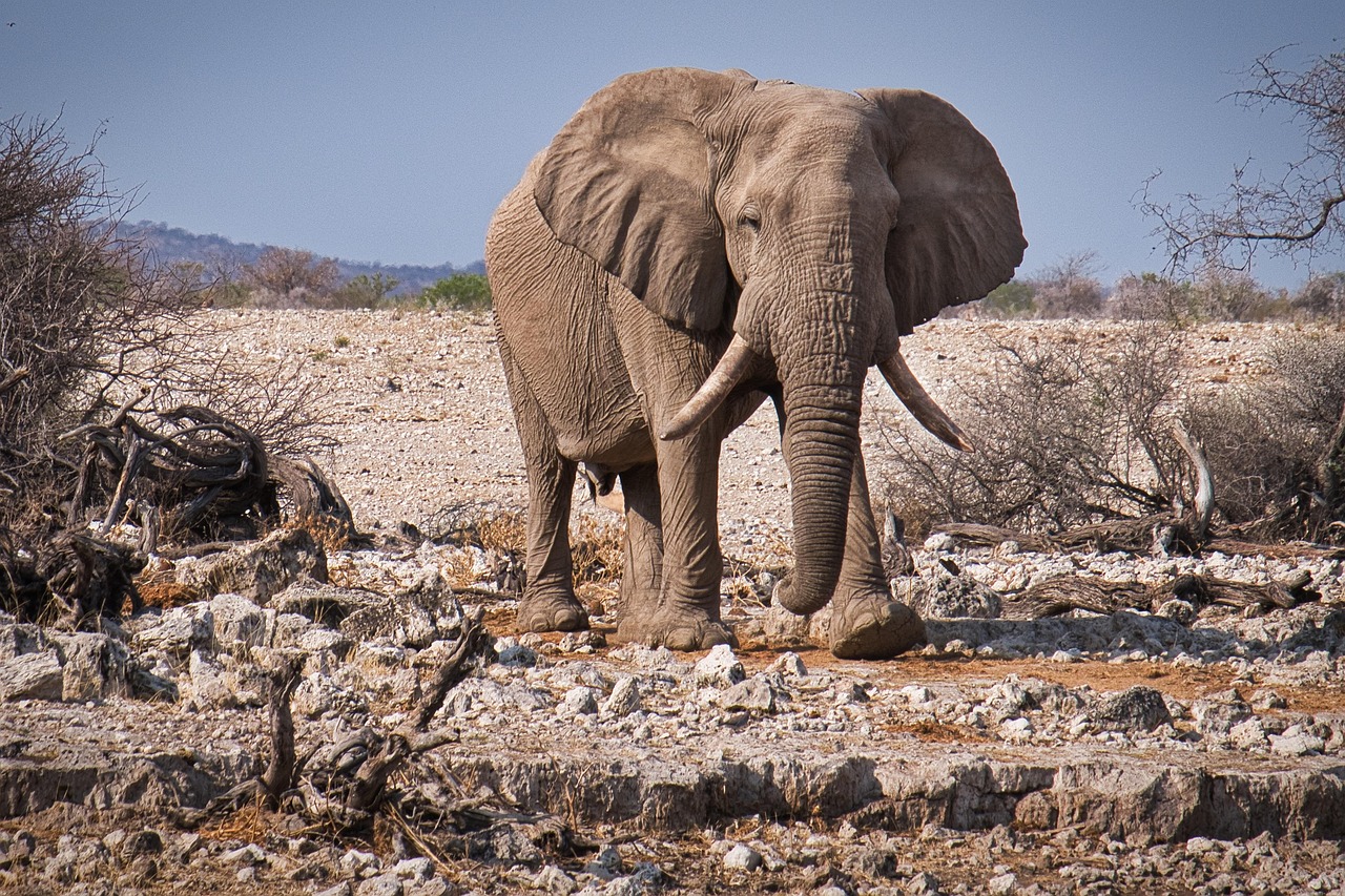 The Story Behind Namibia’s Elephant Auction– Facts are important—and ...