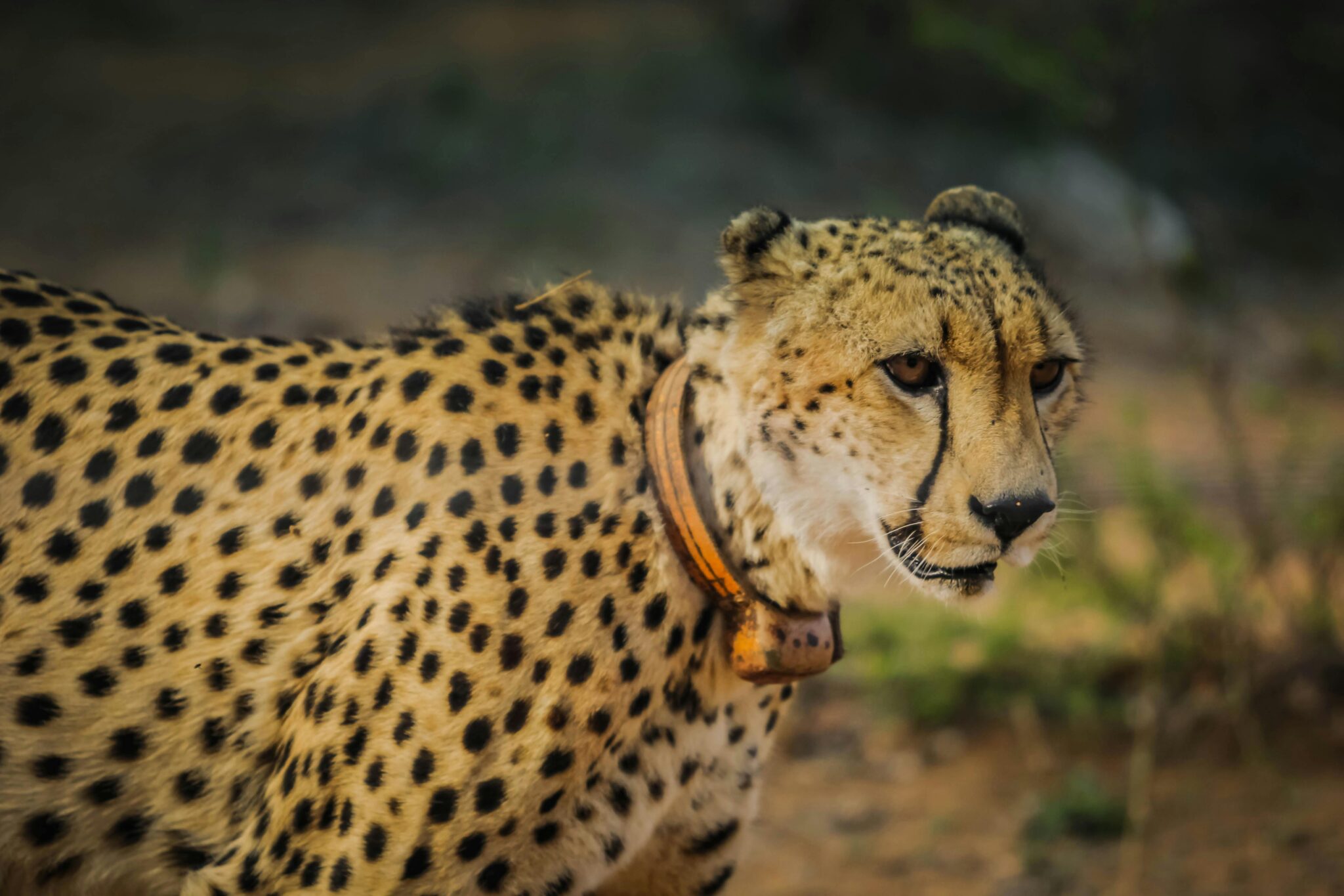 What is Wildlife Tracking? - Conservation Frontlines