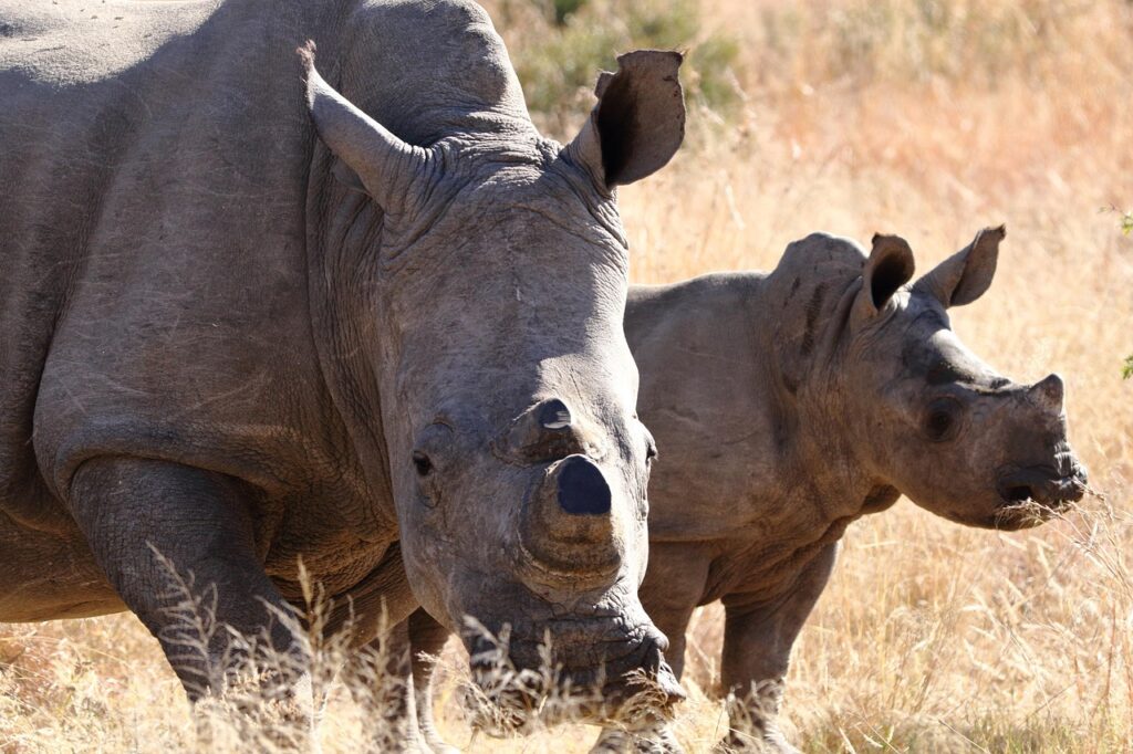 Dehorning Rhinos: A Bold Strategy in the Fight Against Poaching ...