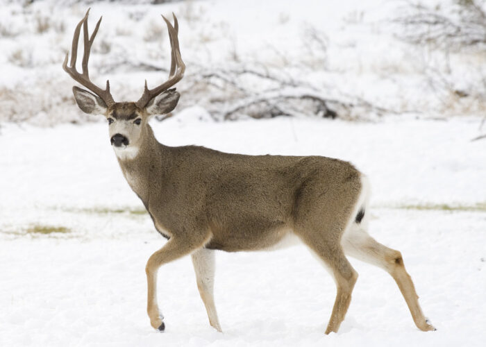 Mule Deer Conservation: Protecting a Western Icon - Conservation Frontlines