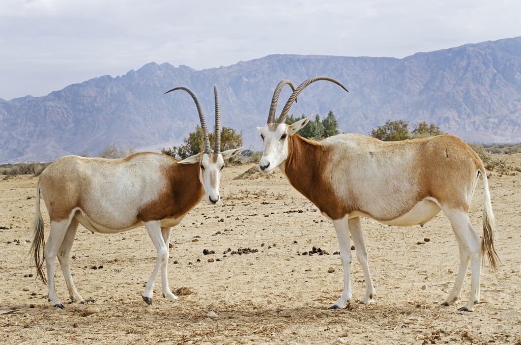 From Extinction to Endangered: The Scimitar-Horned Oryx's Historic Comeback - Conservation ...