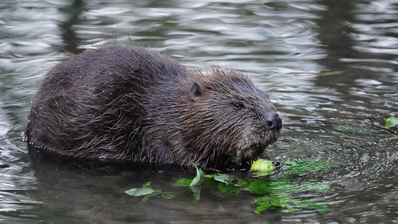 Nature’s Engineers to the Rescue: Beaver Dam Analogs - Conservation ...