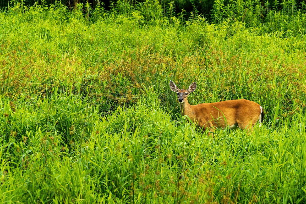 Virginia’s Balanced Approach to Deer Management - Conservation Frontlines