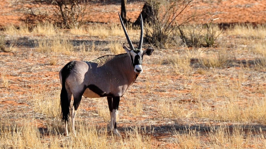 How Antelope Thrive in Namibia’s Harsh Wilderness - Conservation Frontlines
