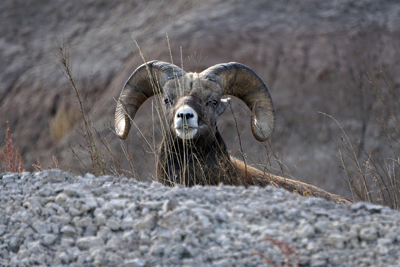 Resilience in the Desert: The Story of the Desert Bighorn Sheep ...