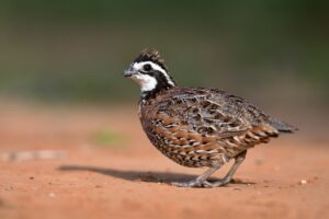Reviving Bobwhite Quail: How Working Lands Are Leading the Way ...