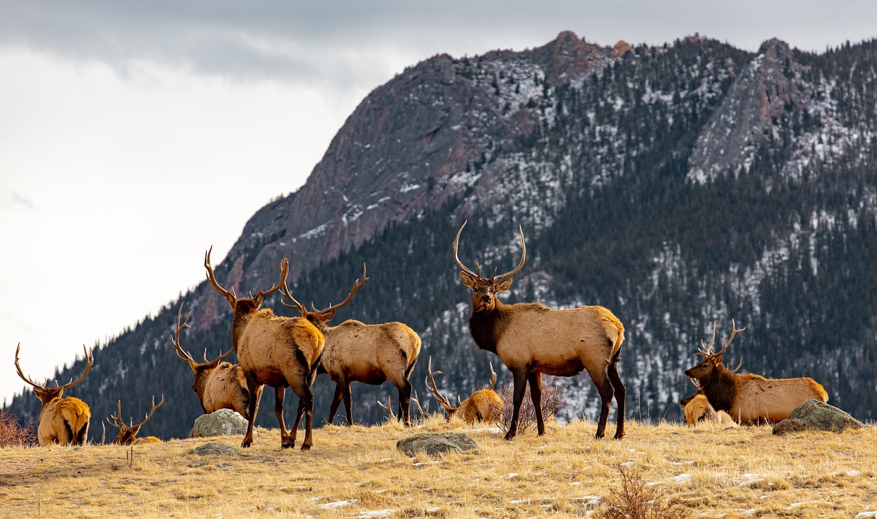 Safeguarding the Future of Elk in North America - Conservation Frontlines