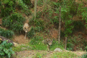 Red Wolf Recovery: A Cautionary Tale - Conservation Frontlines