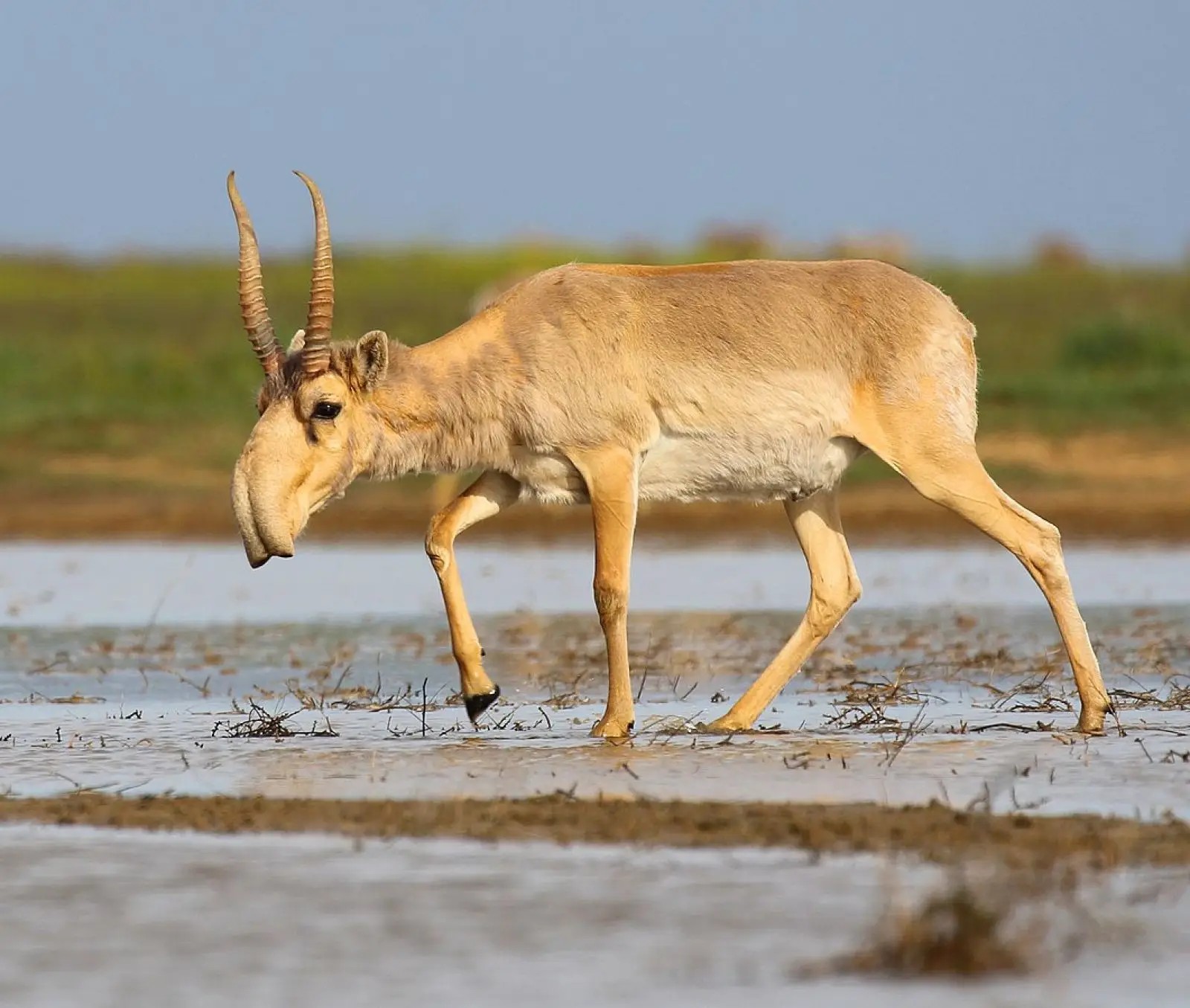 From Near Extinction To Soaring Numbers The Saiga Antelope S