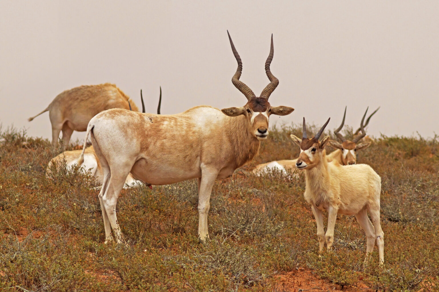 How the Addax Antelope Survives - and Why Its Future Depends on Us ...
