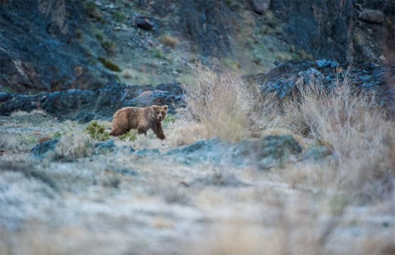 Gobi Bear Project - Conservation Frontlines