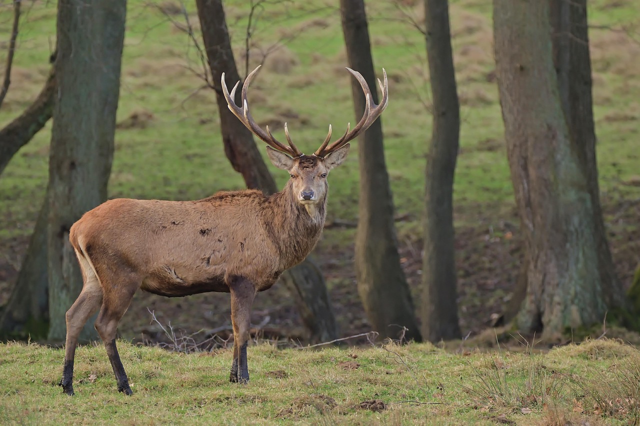 Red Deer: A Global Traveler With a Local Impact - Conservation Frontlines