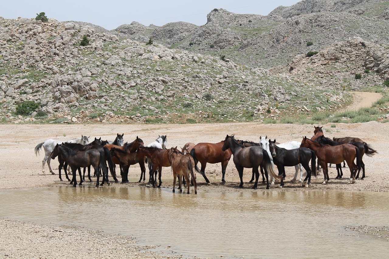 Wild Horse Overpopulation Is Pushing Western Lands to the Brink ...