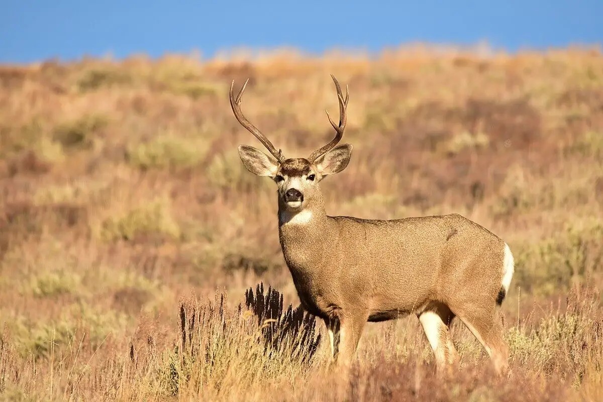 Working to Help Mule Deer Make a Comeback - Conservation Frontlines