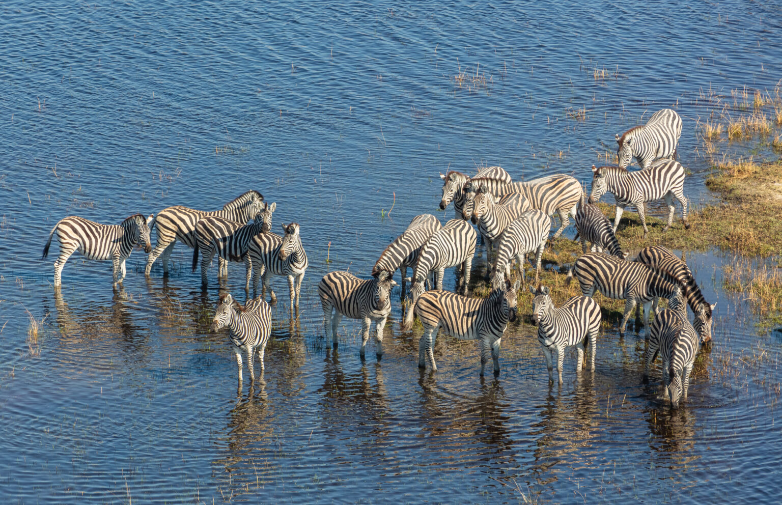 African National Park Wildlife Comeback - Conservation Frontlines