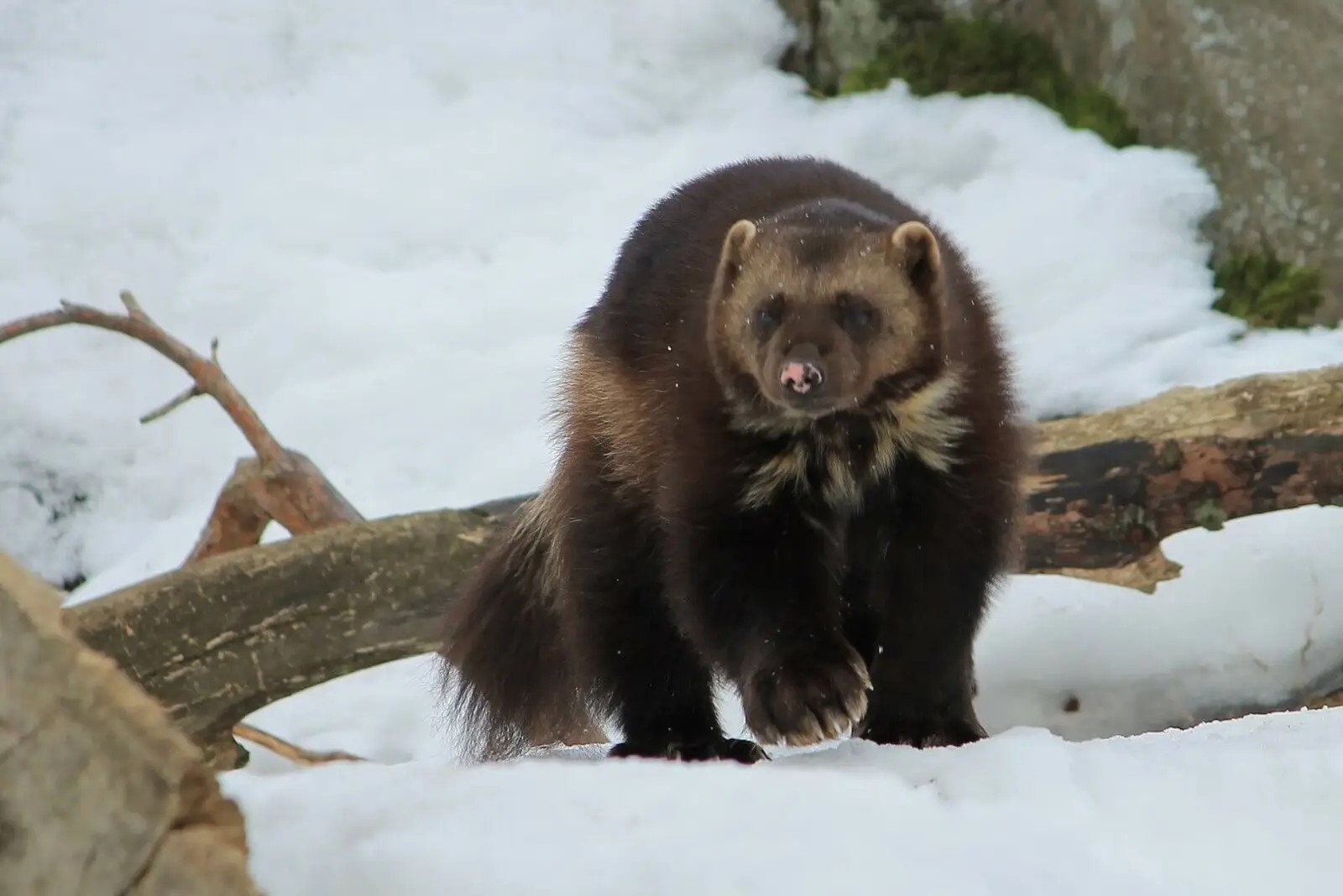 Wolverines: Masters of the Winter Wilderness - Conservation Frontlines