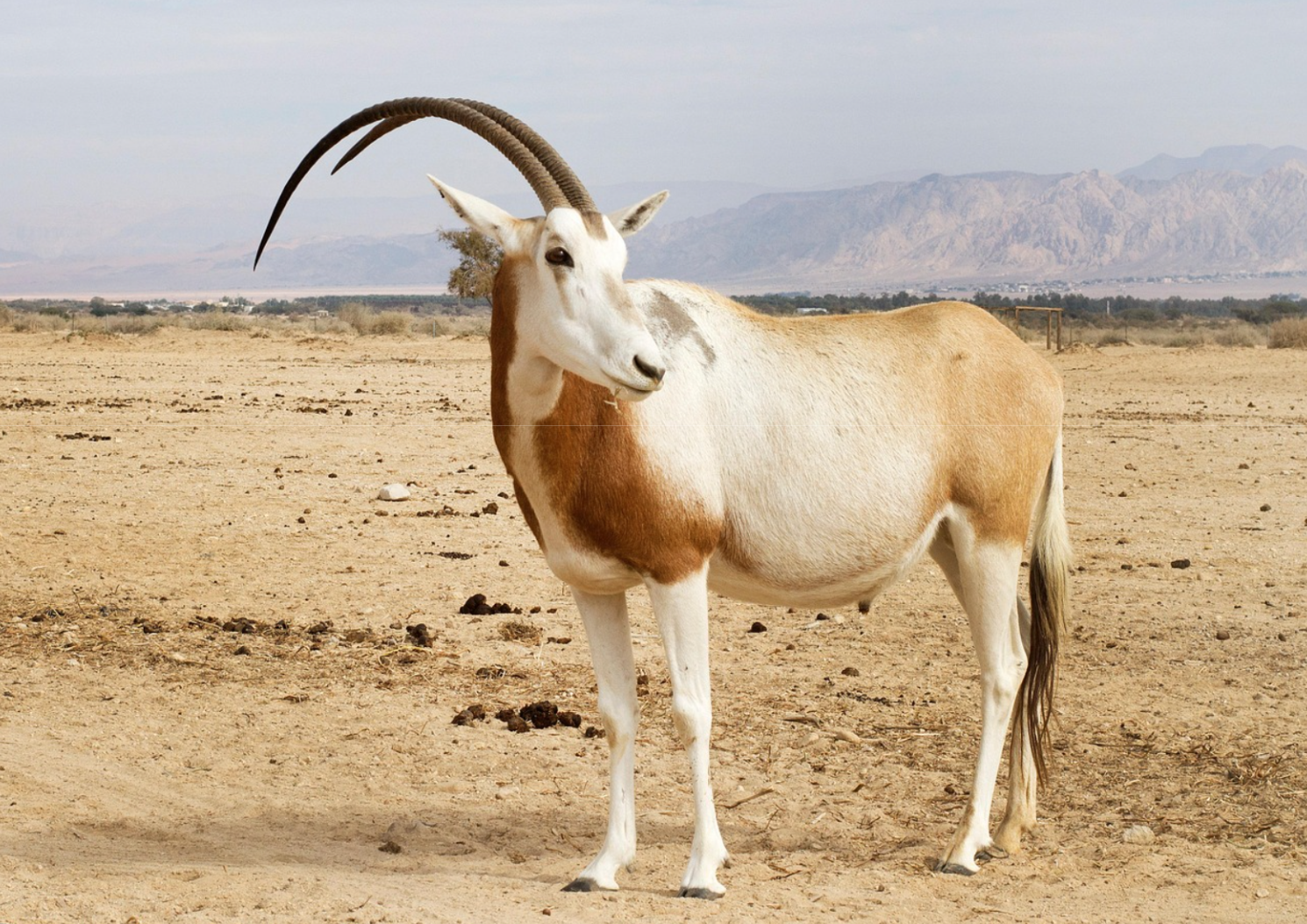 Rare Antelope Reintroduced to the Sahara Through Habitat Restoration
